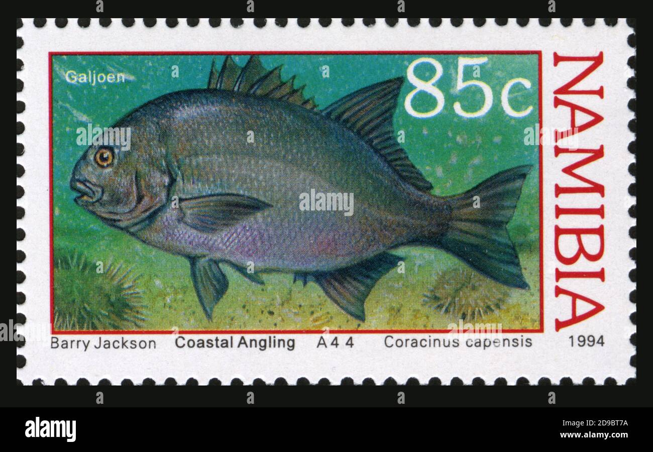 South African National Fish Galjoen