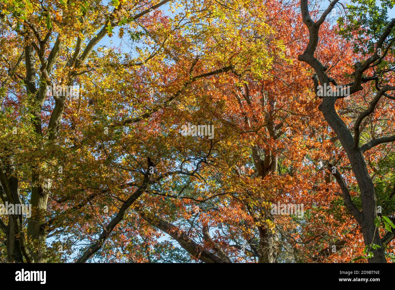 Beautiful overhanging autumn colours from tree canopy Stock Photo - Alamy