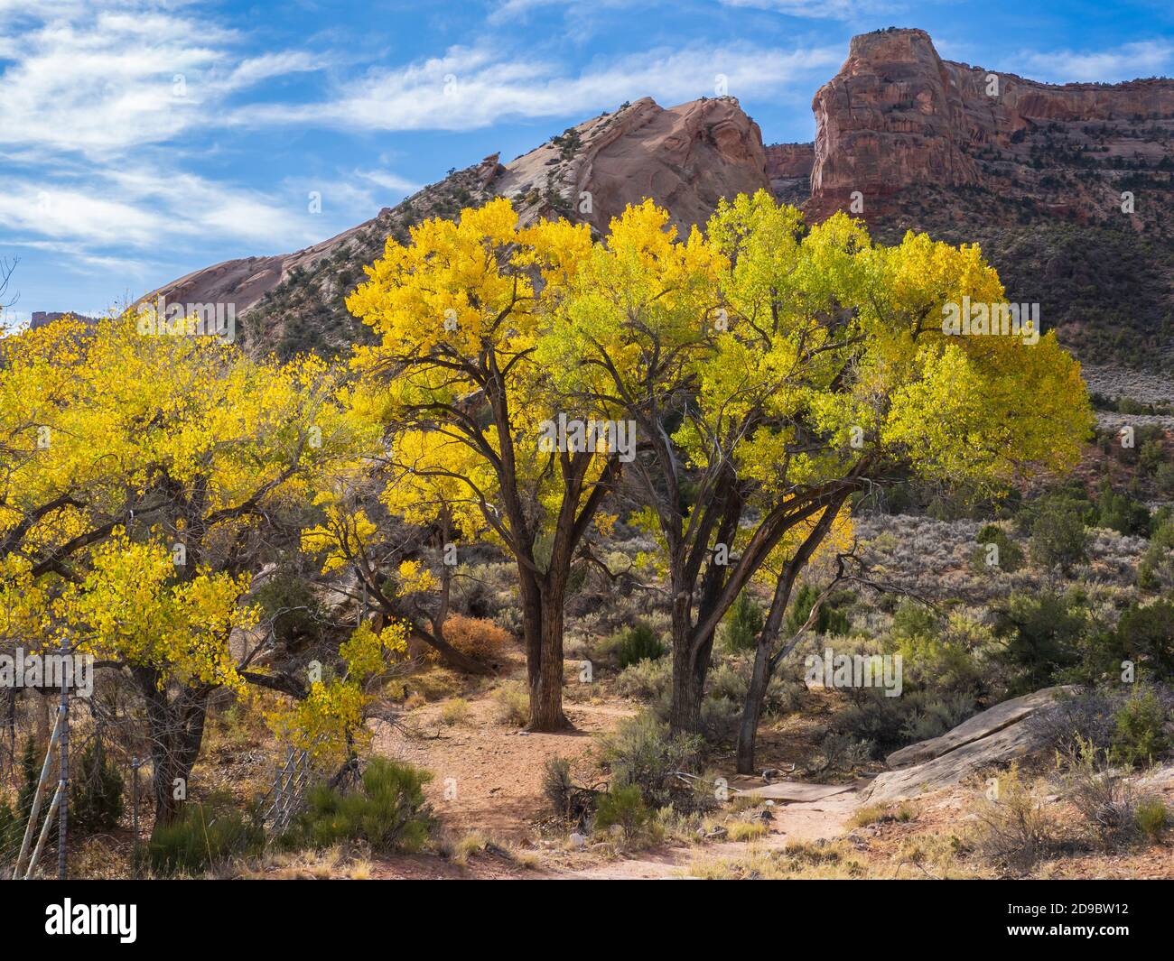 Fall color on the cottonwoods, Lower Monument Canyon Trail, Colorado ...