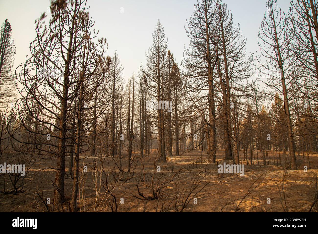 Desolation from the Sheep Fire in Lassen County, Northern California ...