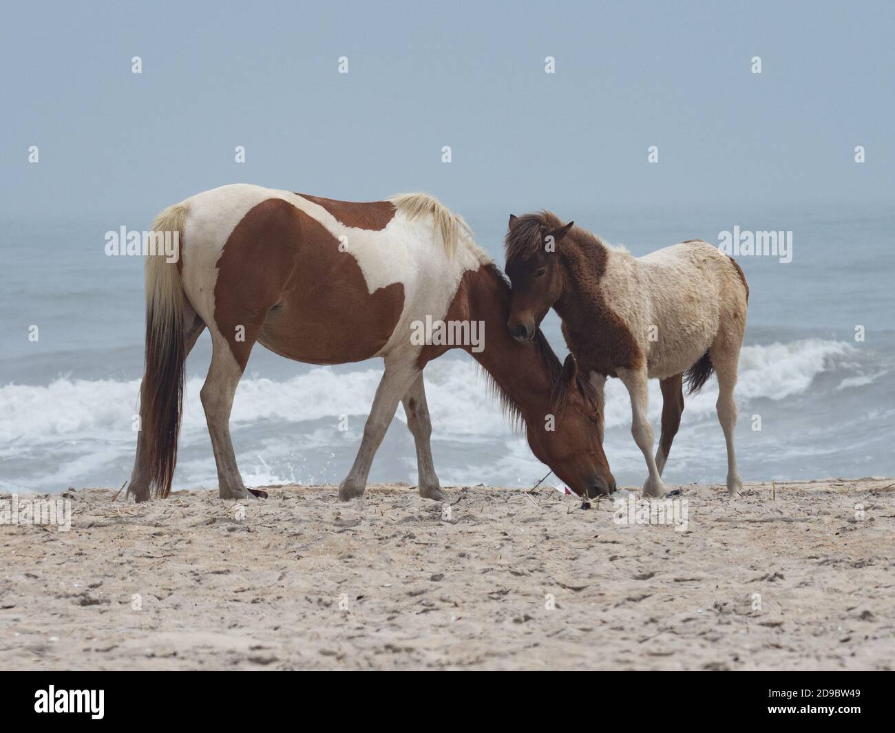 Assateague feral horses Stock Photo - Alamy