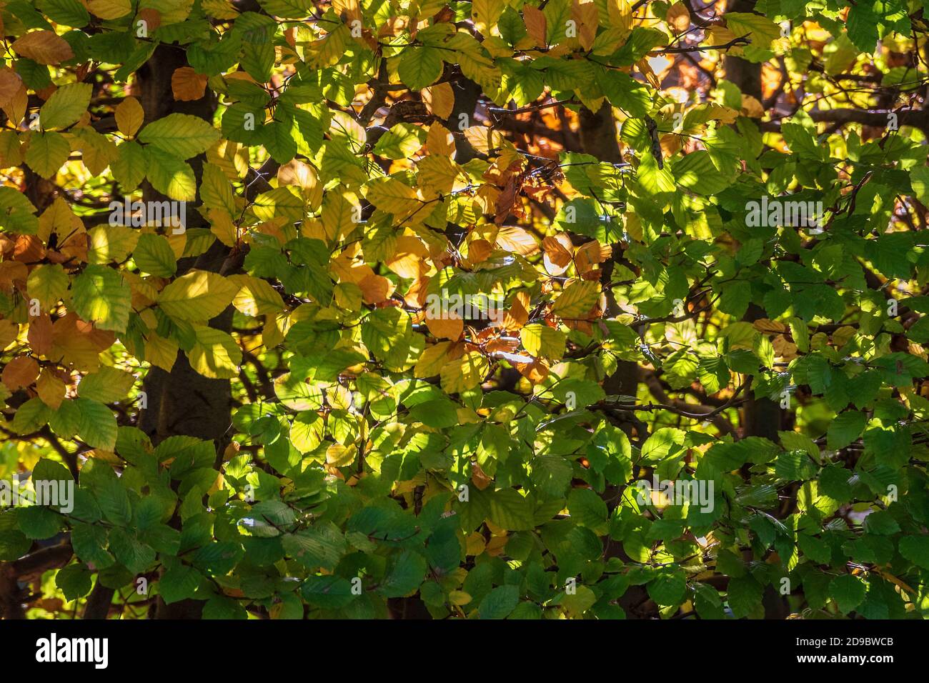 Golden beech hi-res stock photography and images - Alamy