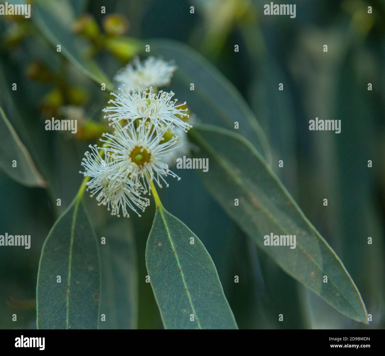 Myrtaceae hi-res stock photography and images - Alamy