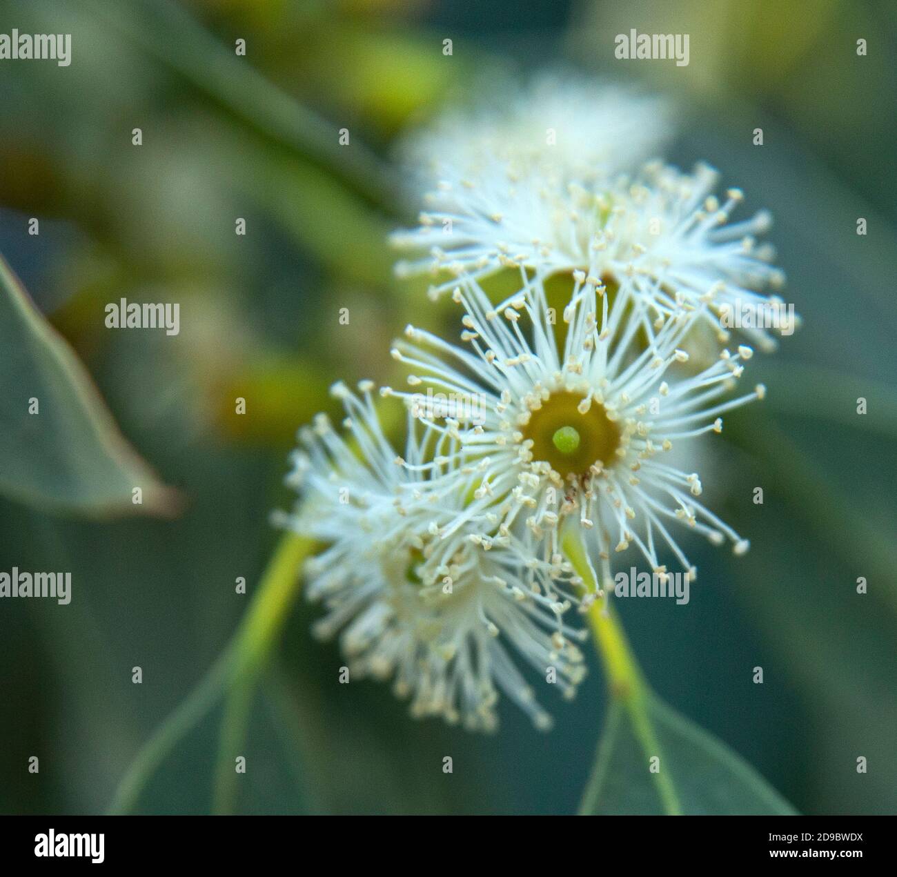 Myrtaceae hi-res stock photography and images - Alamy