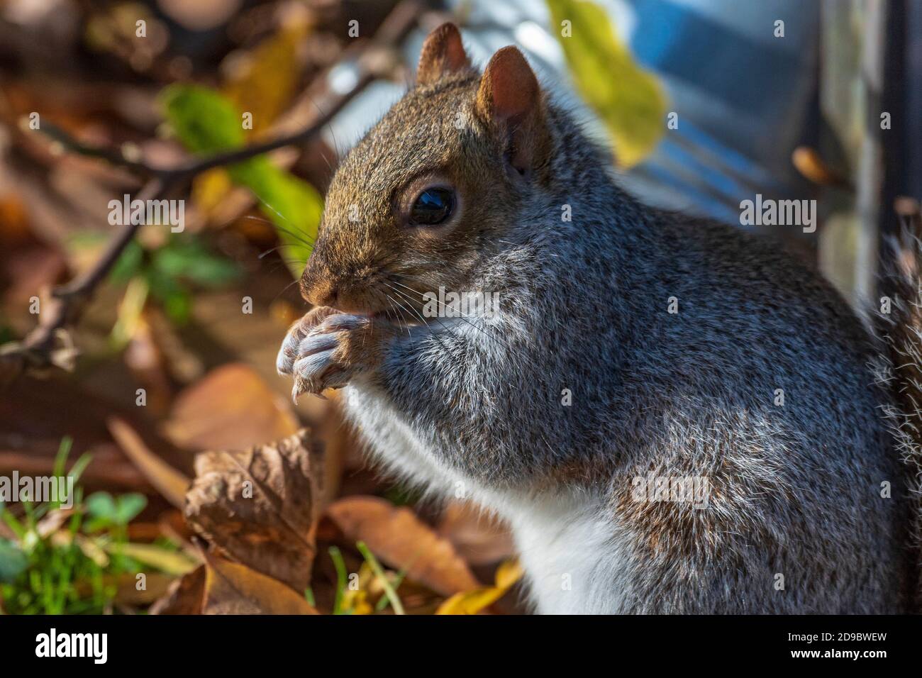 Eastern grey squirrel Stock Photo - Alamy
