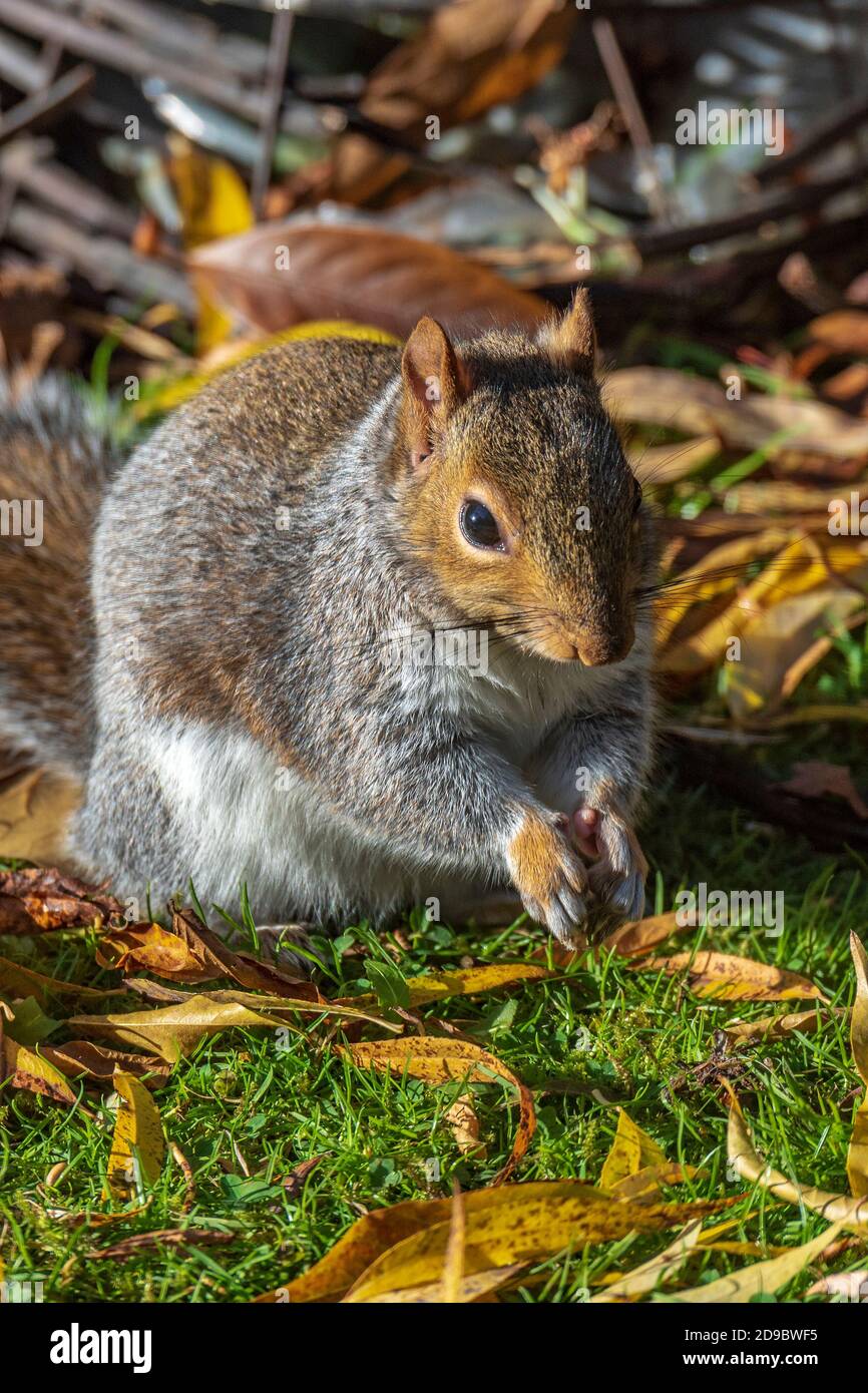 Eastern grey squirrel Stock Photo - Alamy