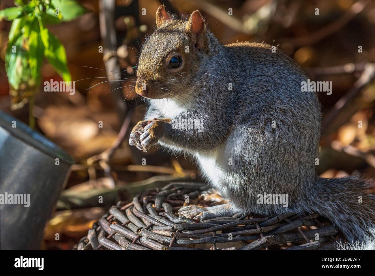 Grey squirrel tree hi-res stock photography and images - Alamy
