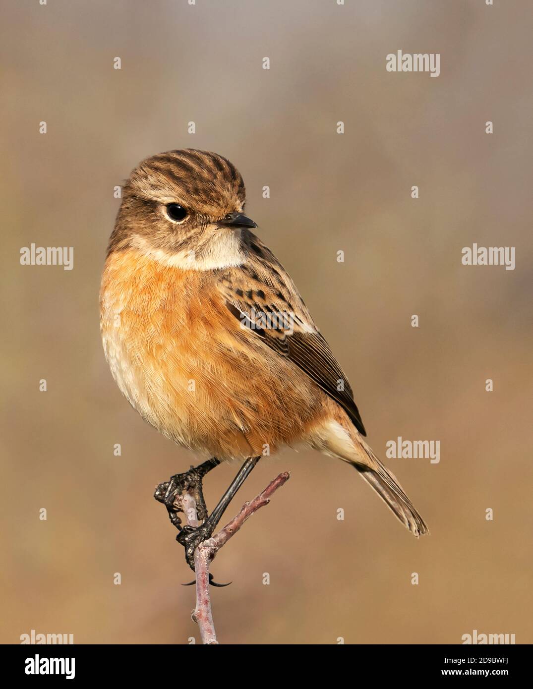 Female stonechat hi-res stock photography and images - Alamy
