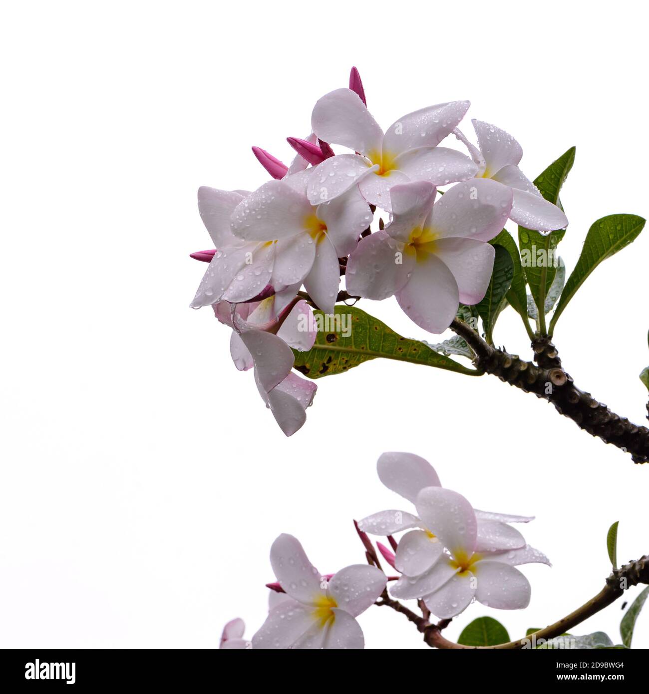 White plumerias hi-res stock photography and images - Alamy