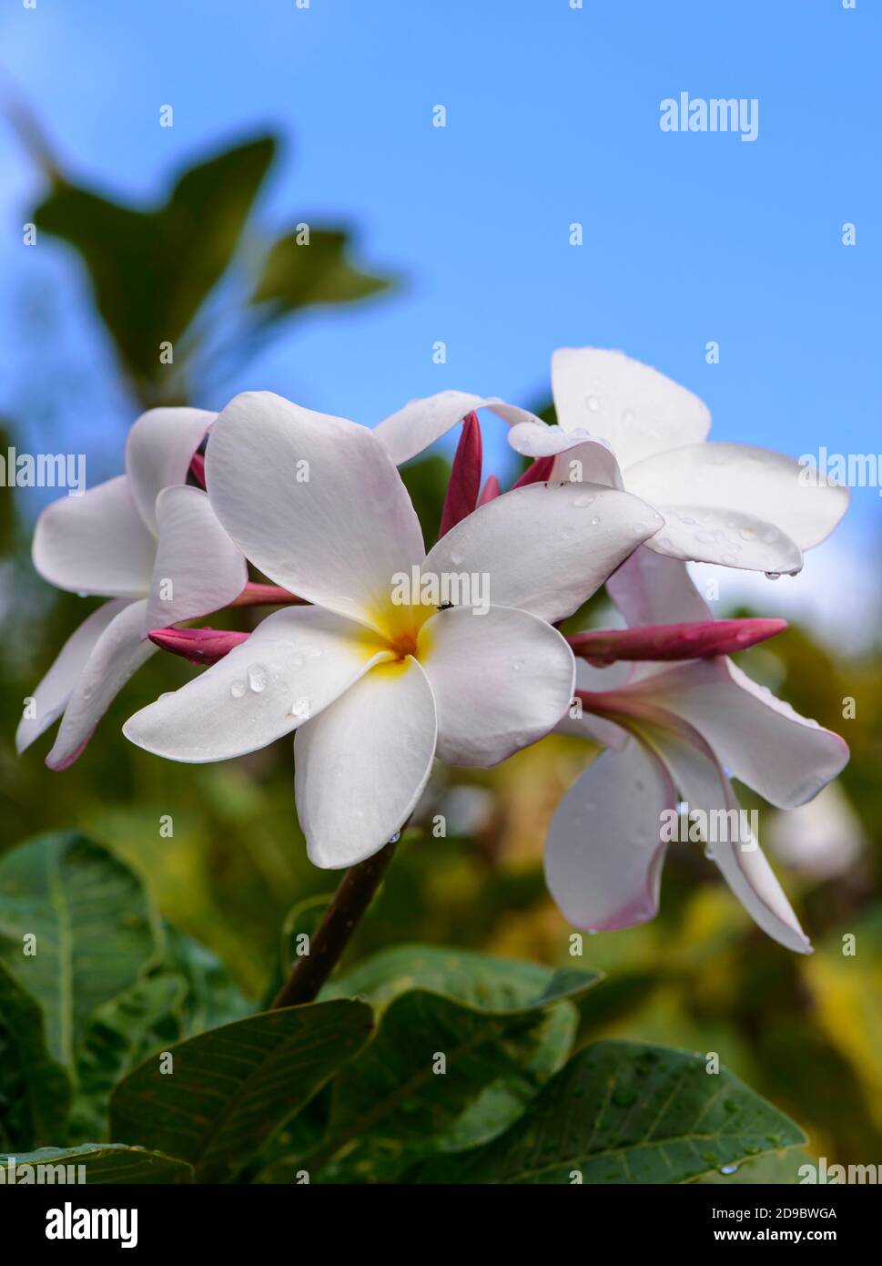 White plumerias hi-res stock photography and images - Alamy