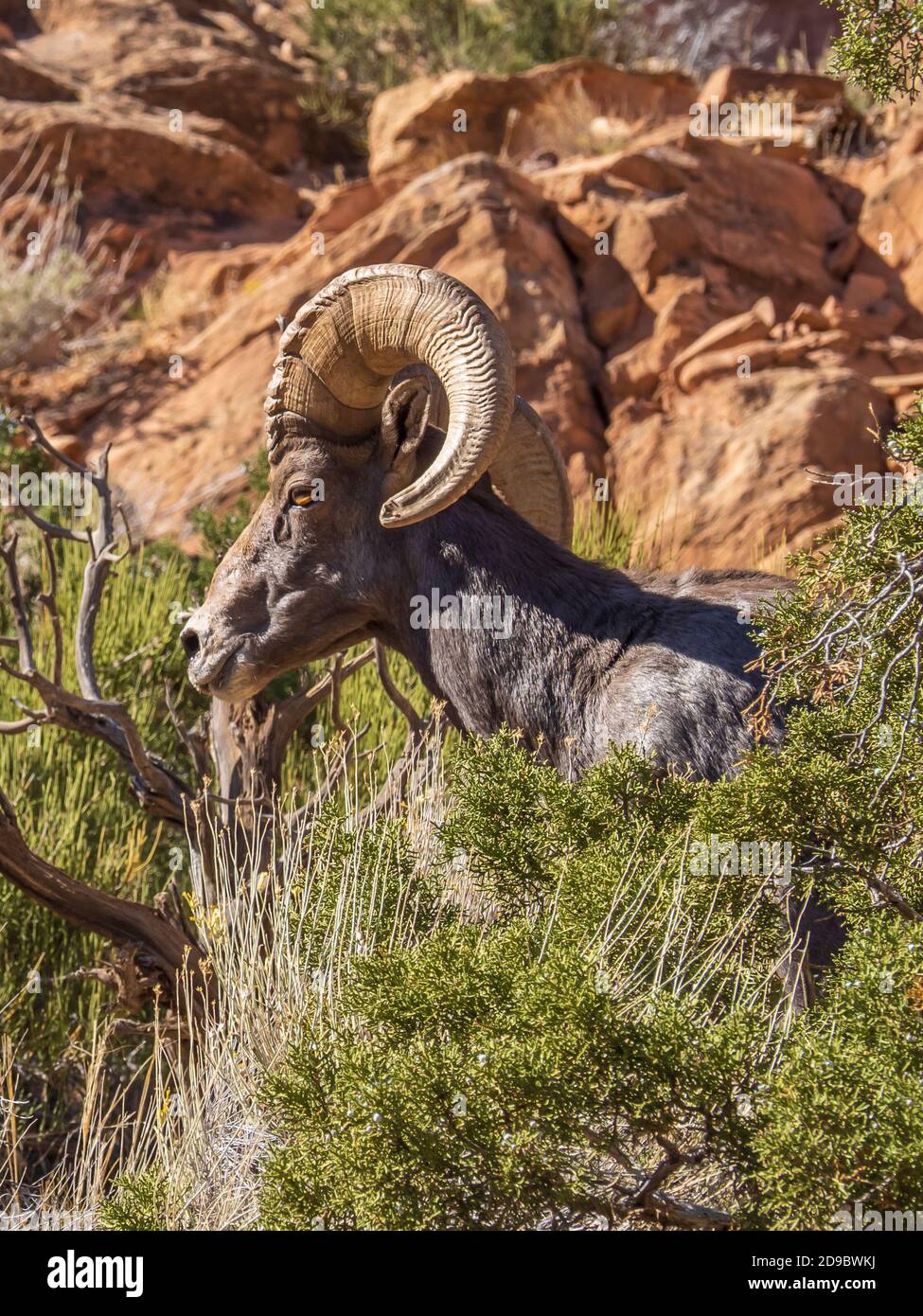 Ram ovis canadensis hi-res stock photography and images - Alamy