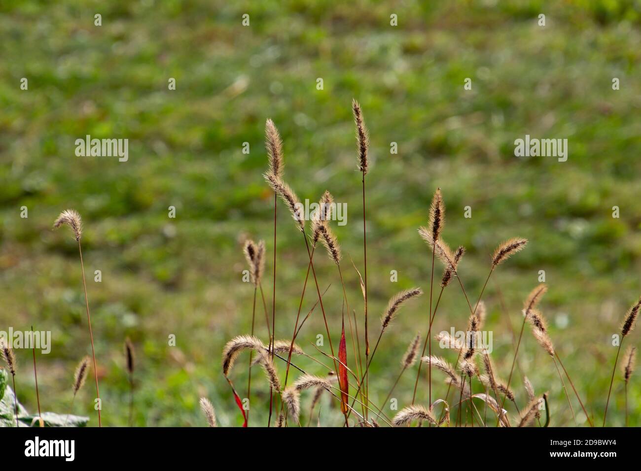 Brown dry grass flower hi-res stock photography and images - Alamy