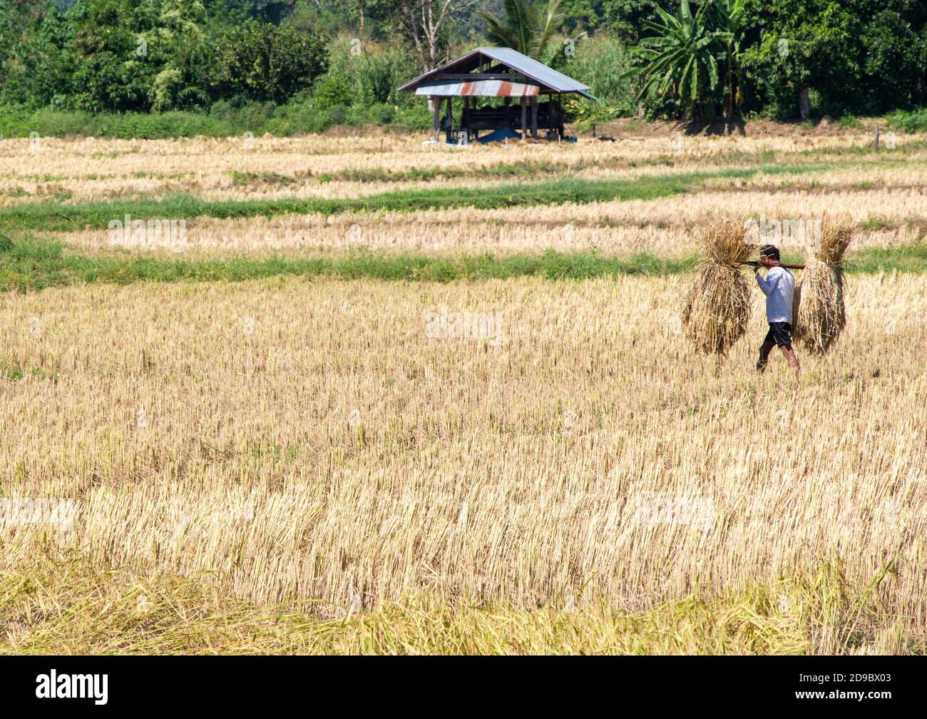 Man carrying rice paddy field hi-res stock photography and images - Alamy