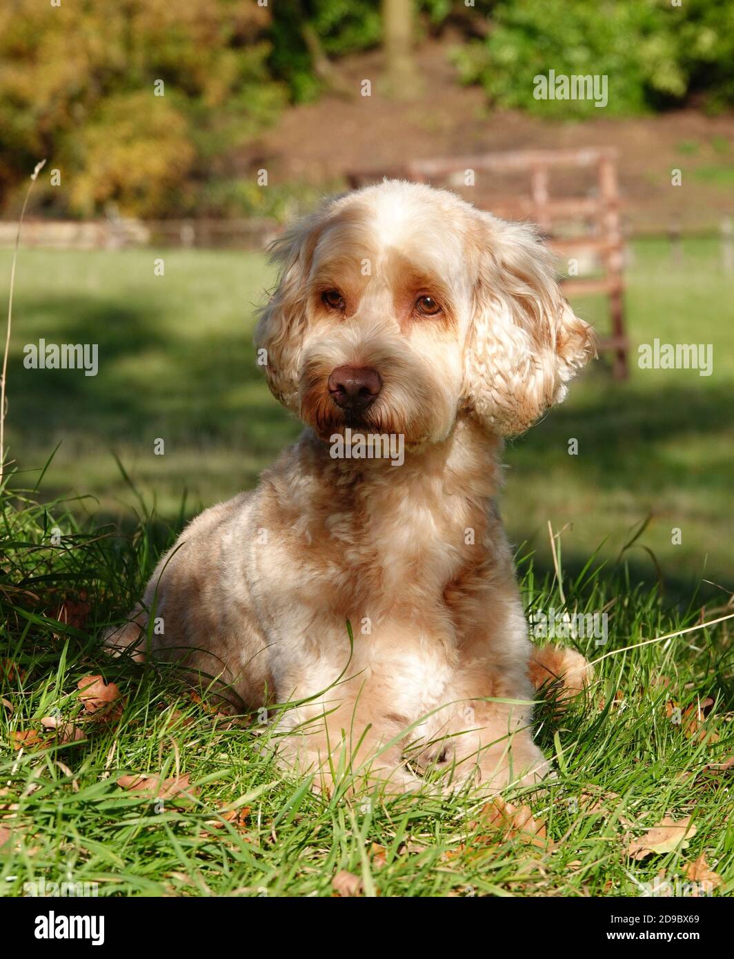Cockapoo dog sitting staying Stock Photo - Alamy