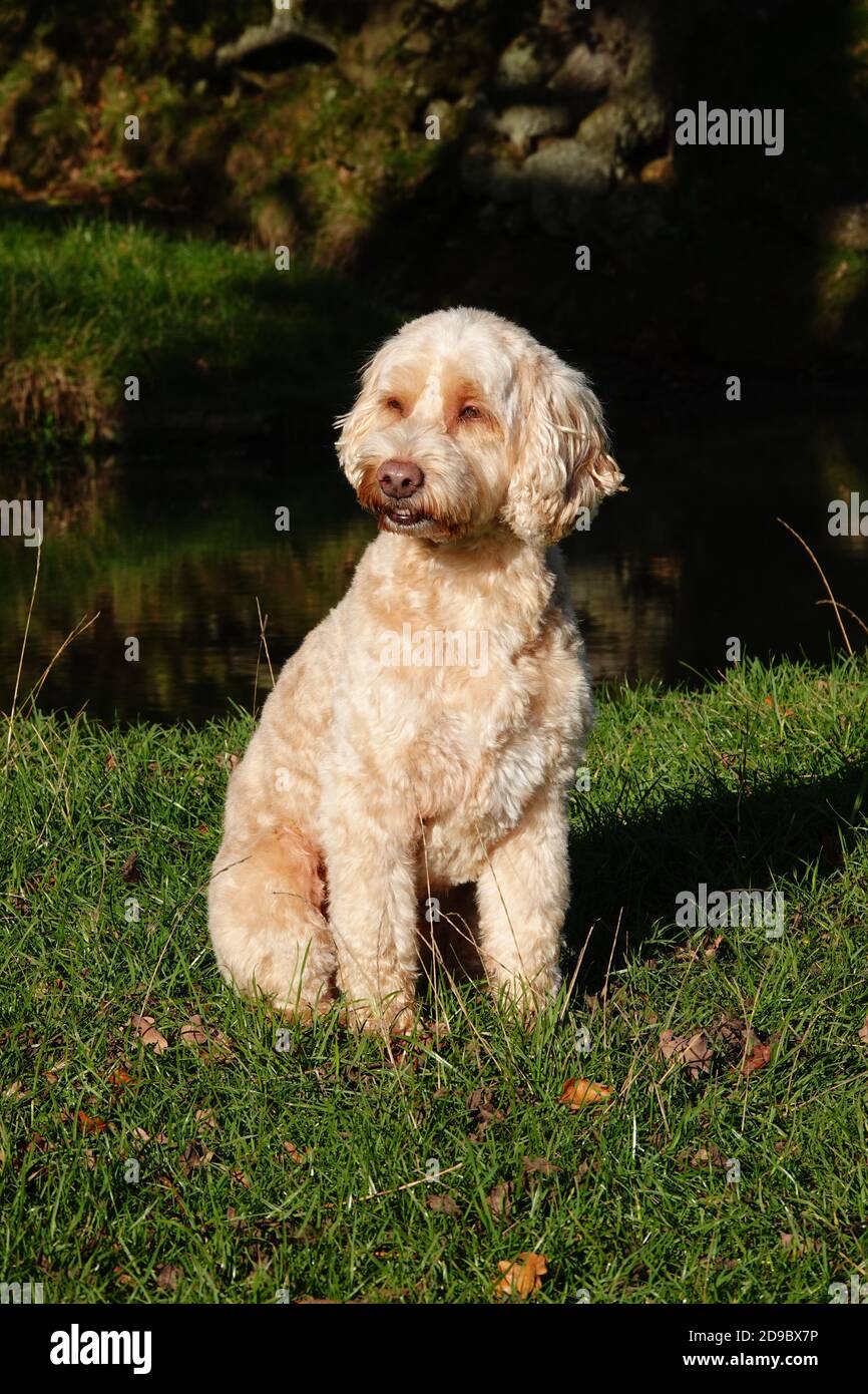 Cockapoo dog sitting staying Stock Photo - Alamy