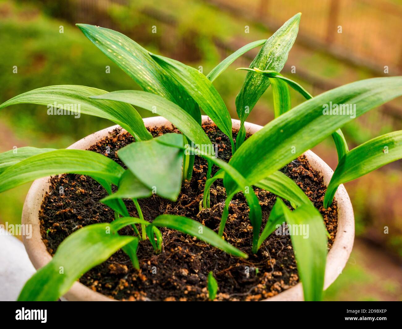 Ramsons (Allium ursinum). Known as Bear's Garlic, Wild Garlic, Broad ...