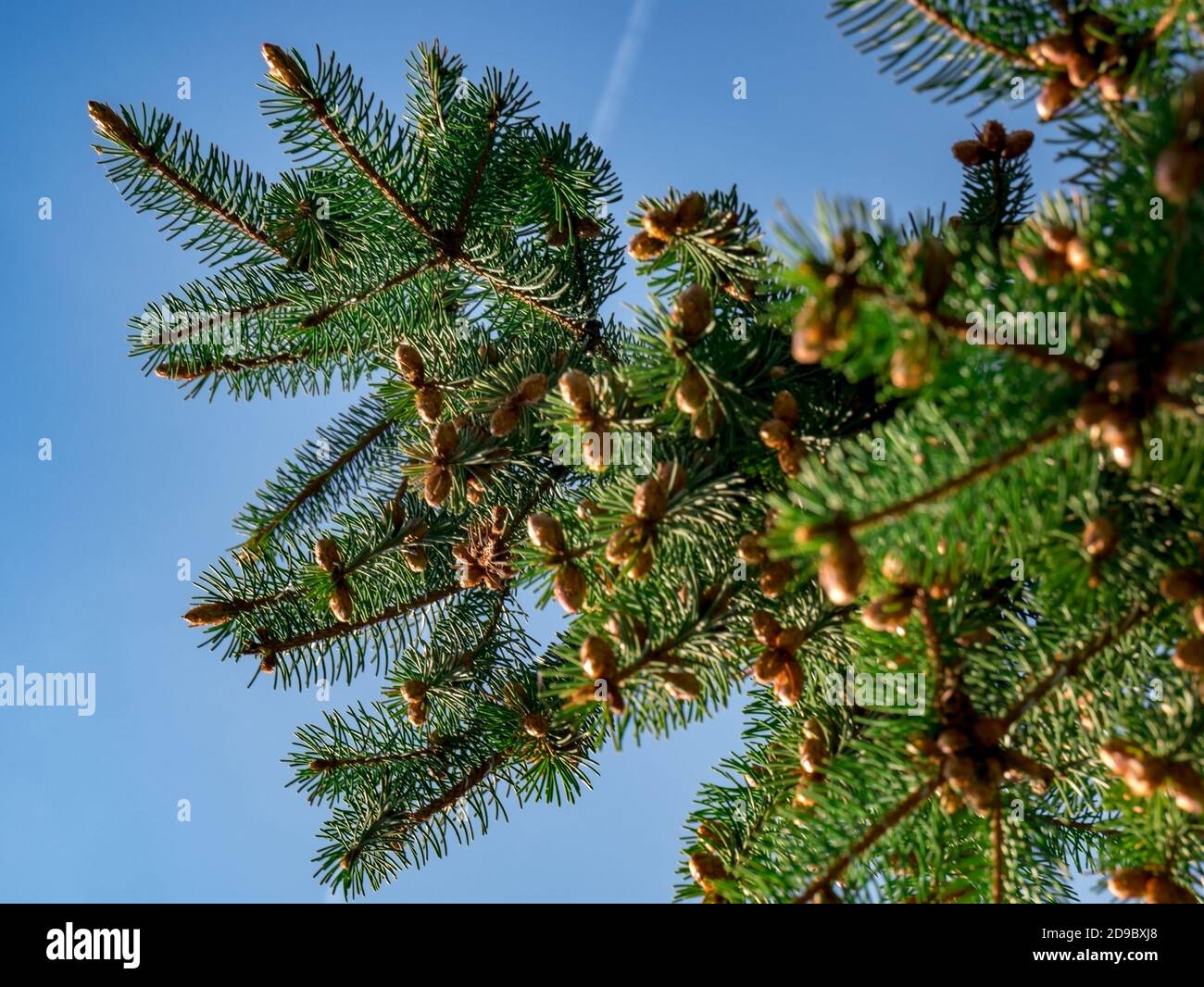 Spruce tree in spring with young cones - low angle view - selective ...