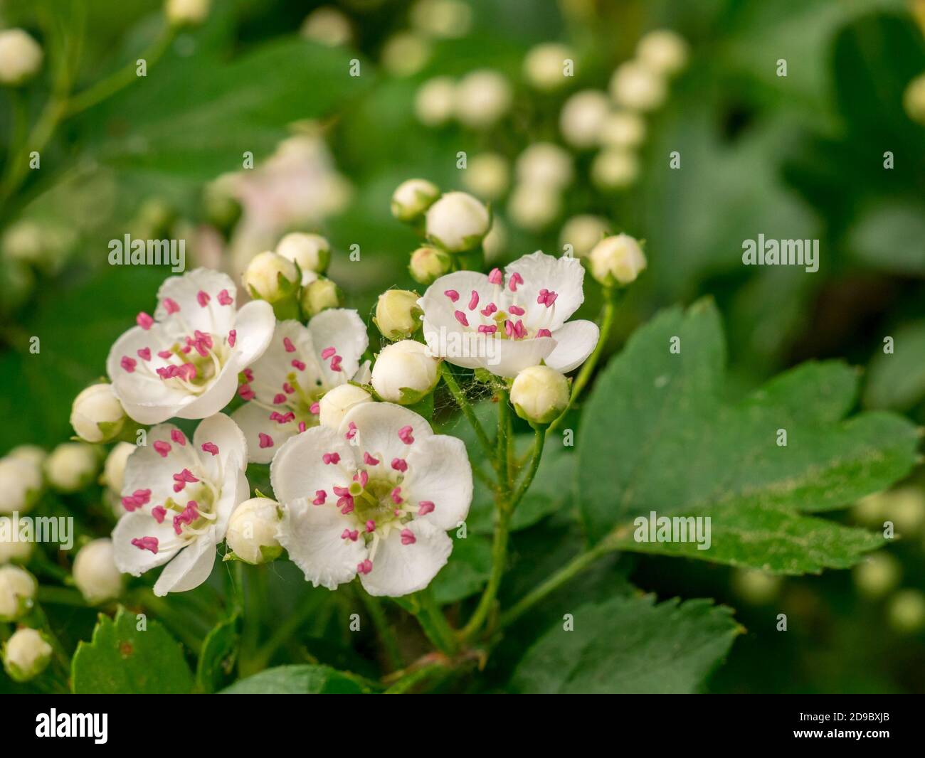 May thorn hi-res stock photography and images - Alamy