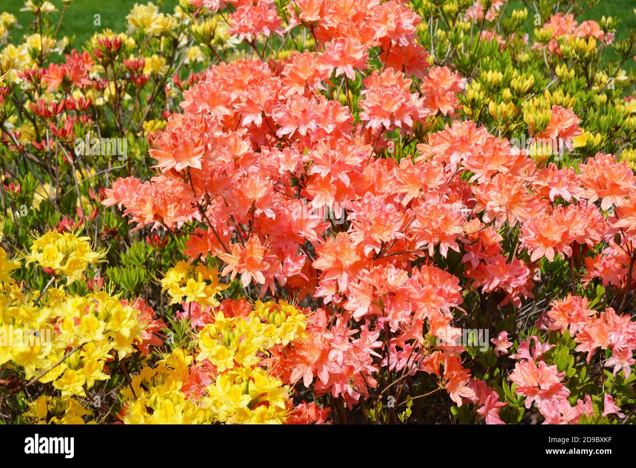 Stunning orange and yellow rhododendron flowers are blooming in late ...