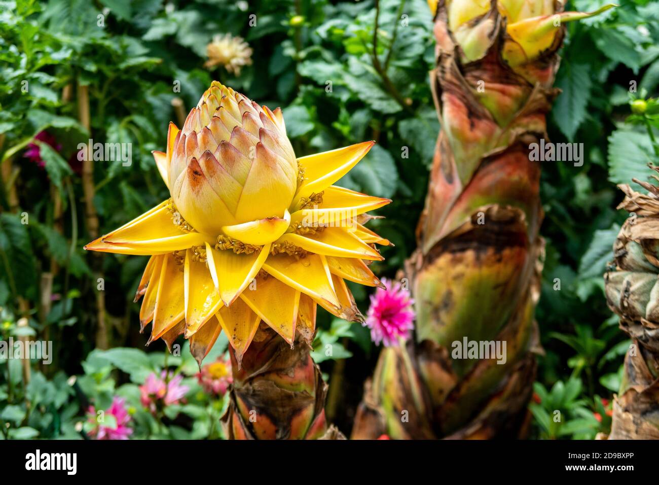Chinese Yellow Banana Tree