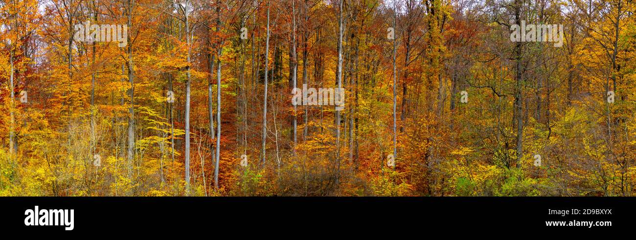 Wide autumn forest panorama with pleasant warm colors Stock Photo - Alamy