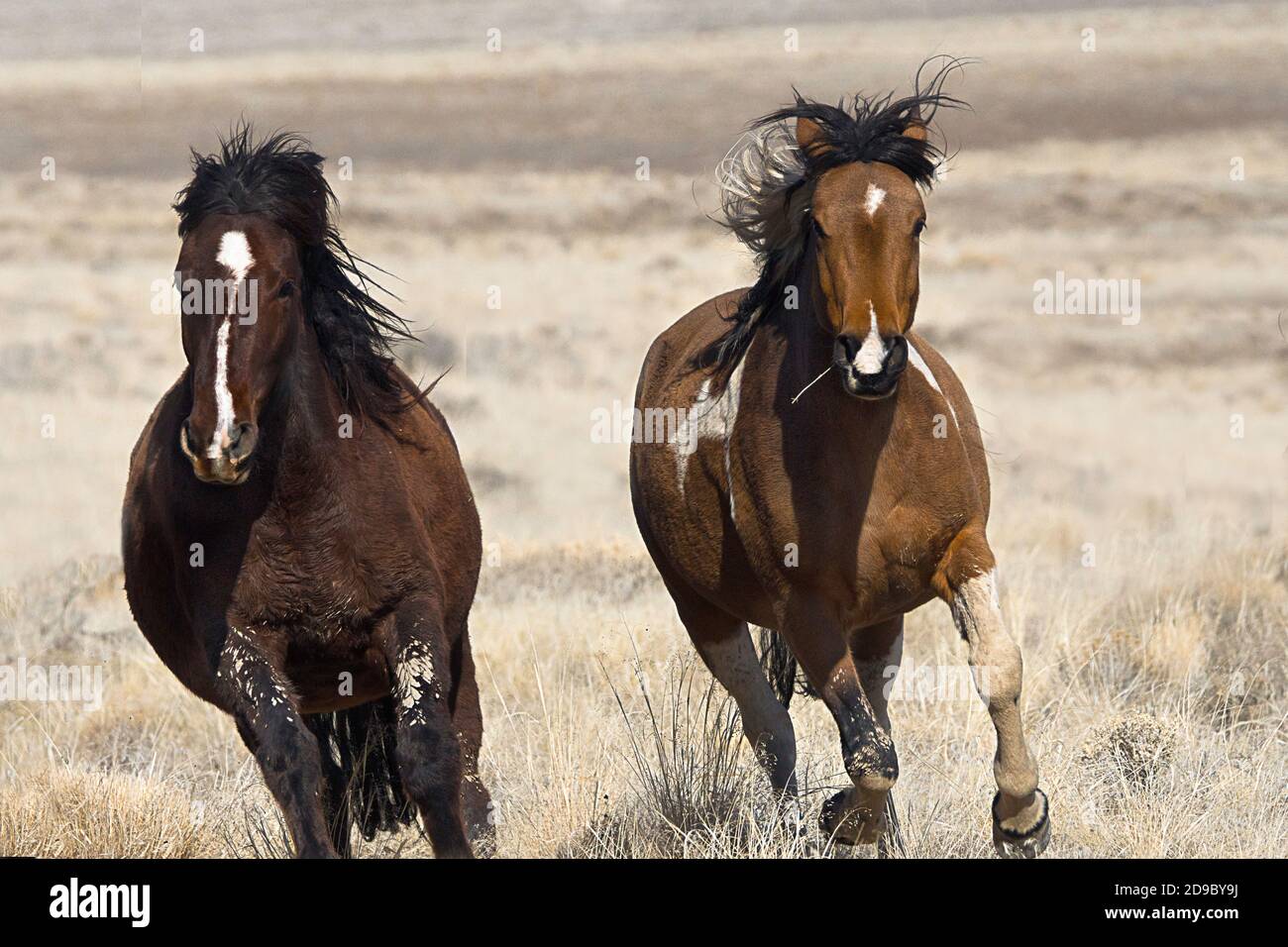 Wild stalion hi-res stock photography and images - Alamy