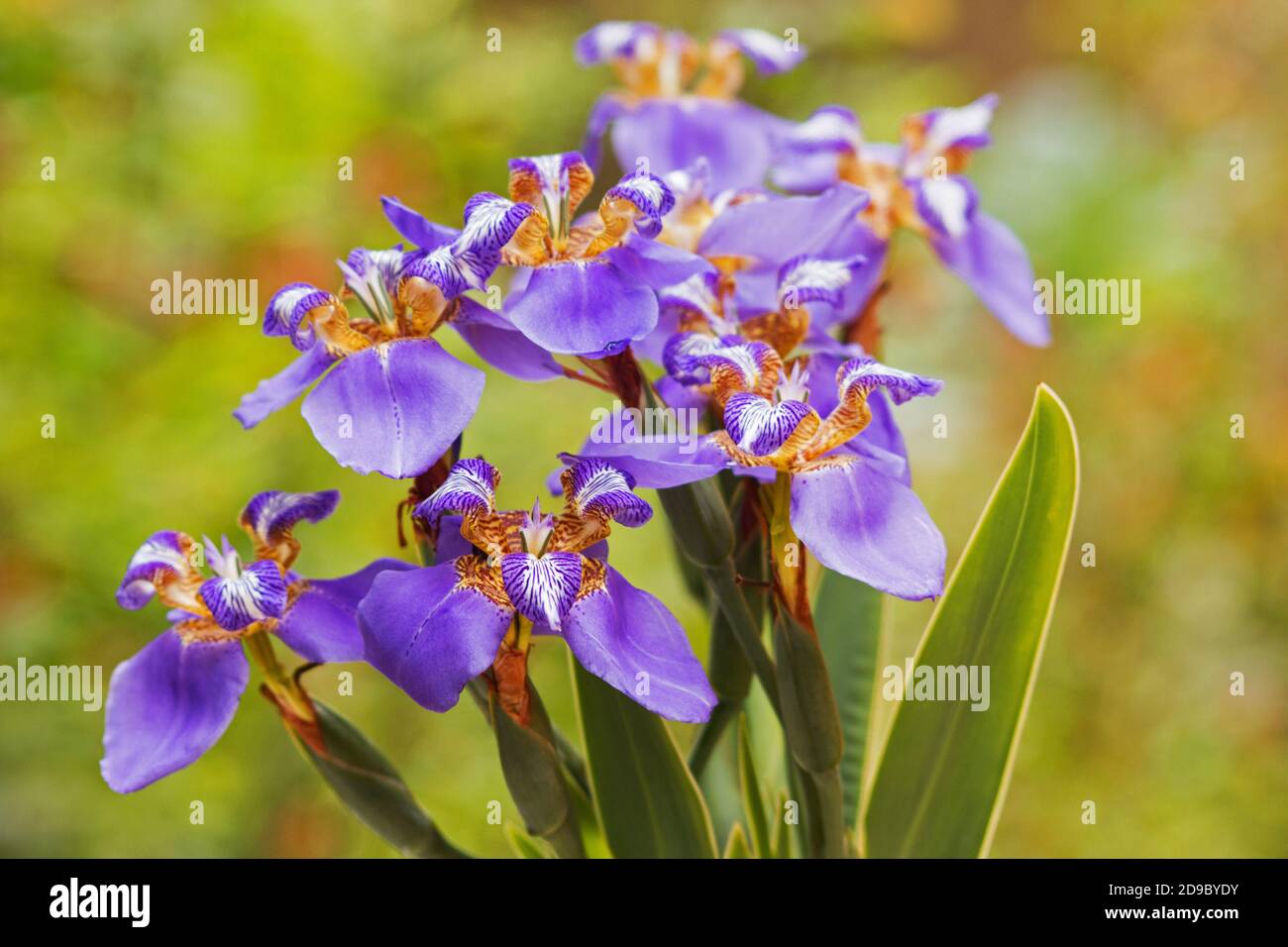 Blue iris plant hi-res stock photography and images - Alamy