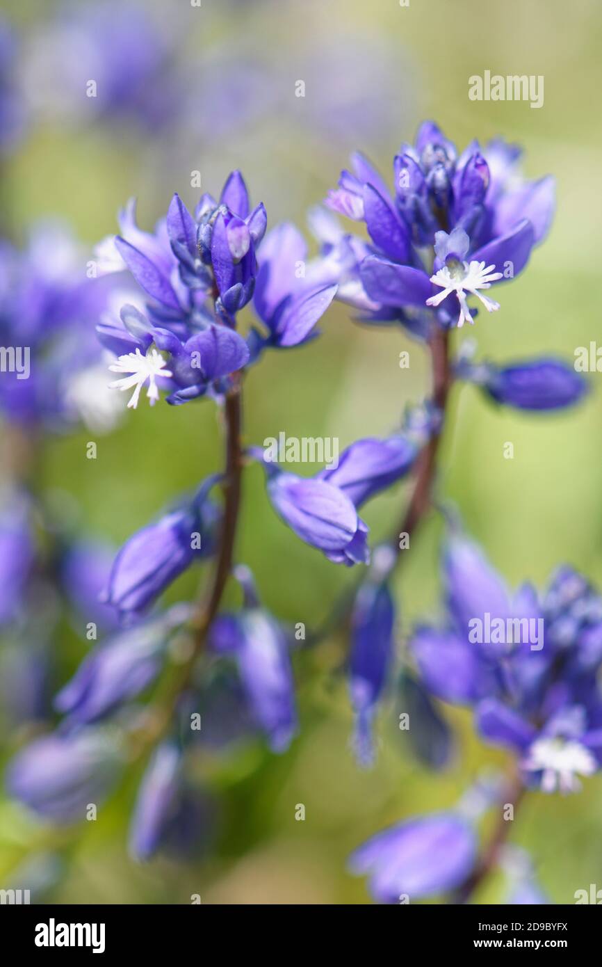 Chalk Milkwort (Polygala calcarea) clump flowering on chalk grassland ...