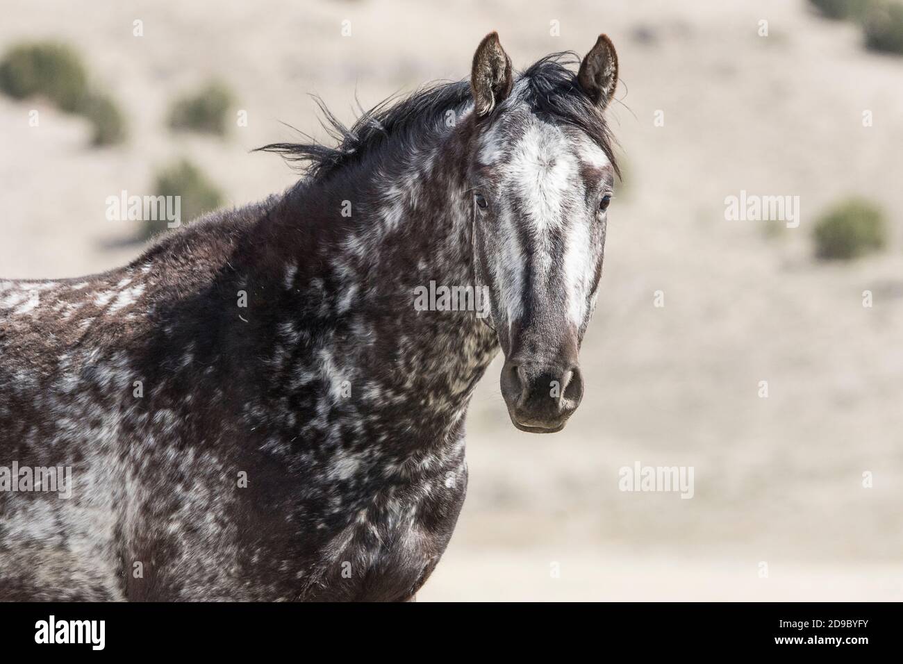 Wild stalion hi-res stock photography and images - Alamy