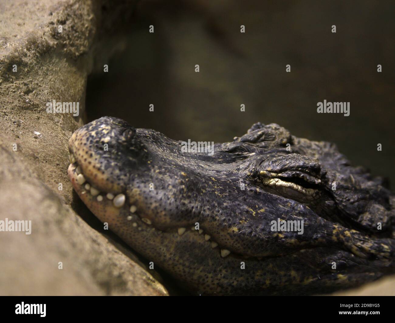 crocodile closeup. crocodile head with beautiful skin texture. side ...