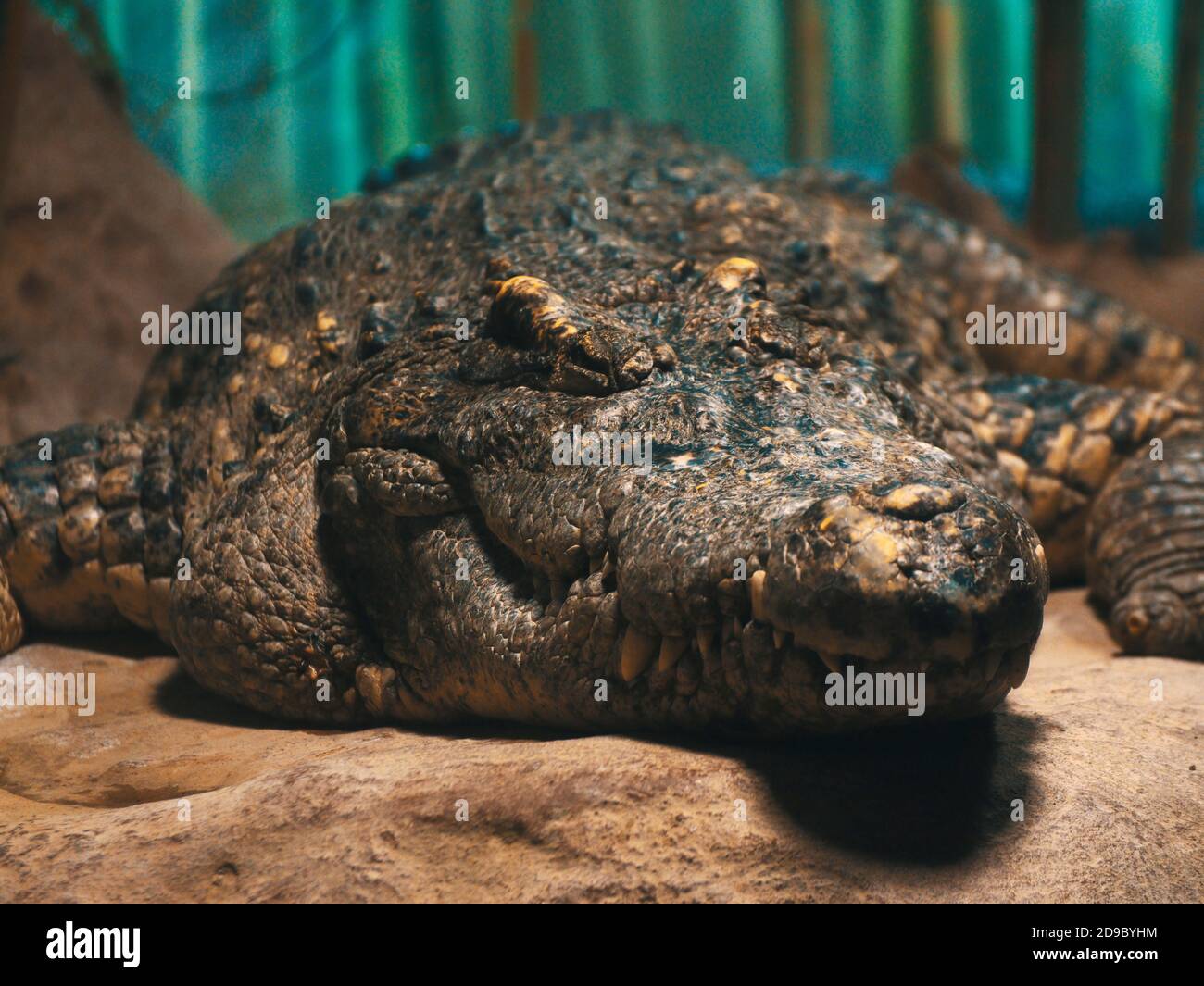 crocodile closeup. crocodile head with beautiful skin texture Stock ...