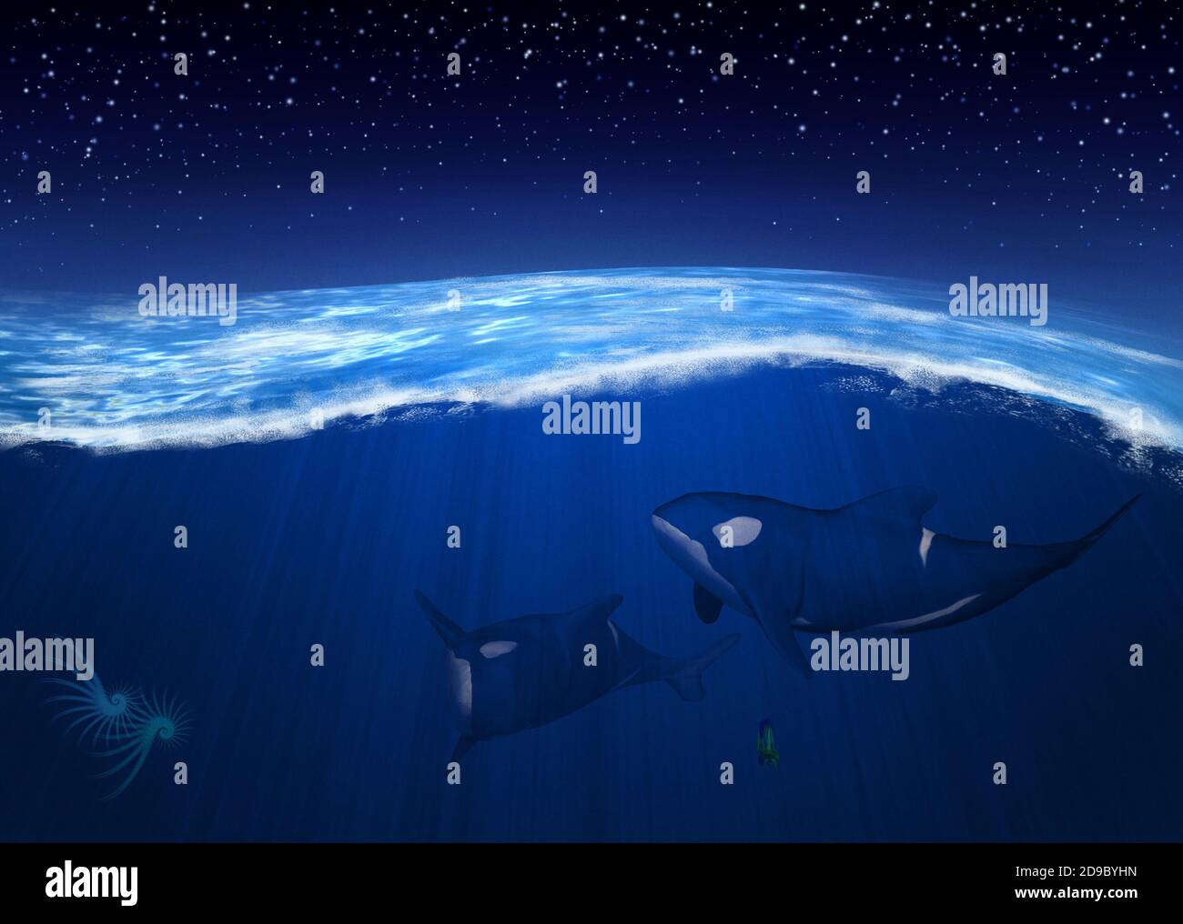 Orca Underwater High Resolution Stock Photography and Images - Alamy