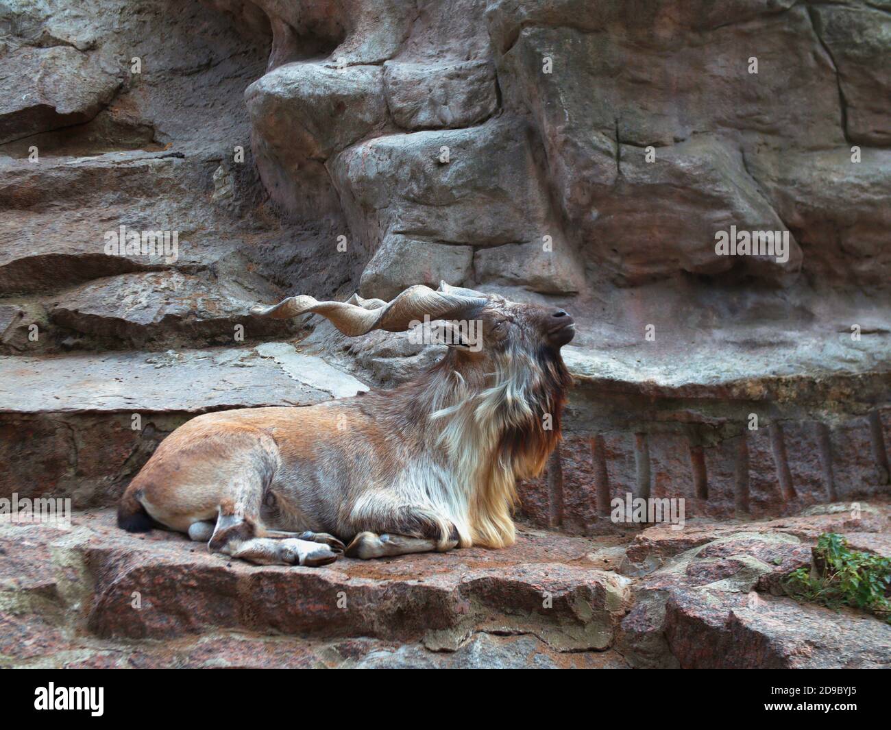 Markhor animal hi-res stock photography and images - Alamy