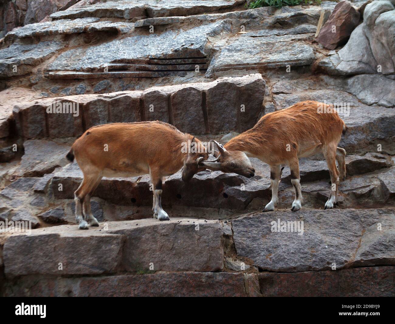 two mountain goats butt heads with their horns. young mountain goats in ...