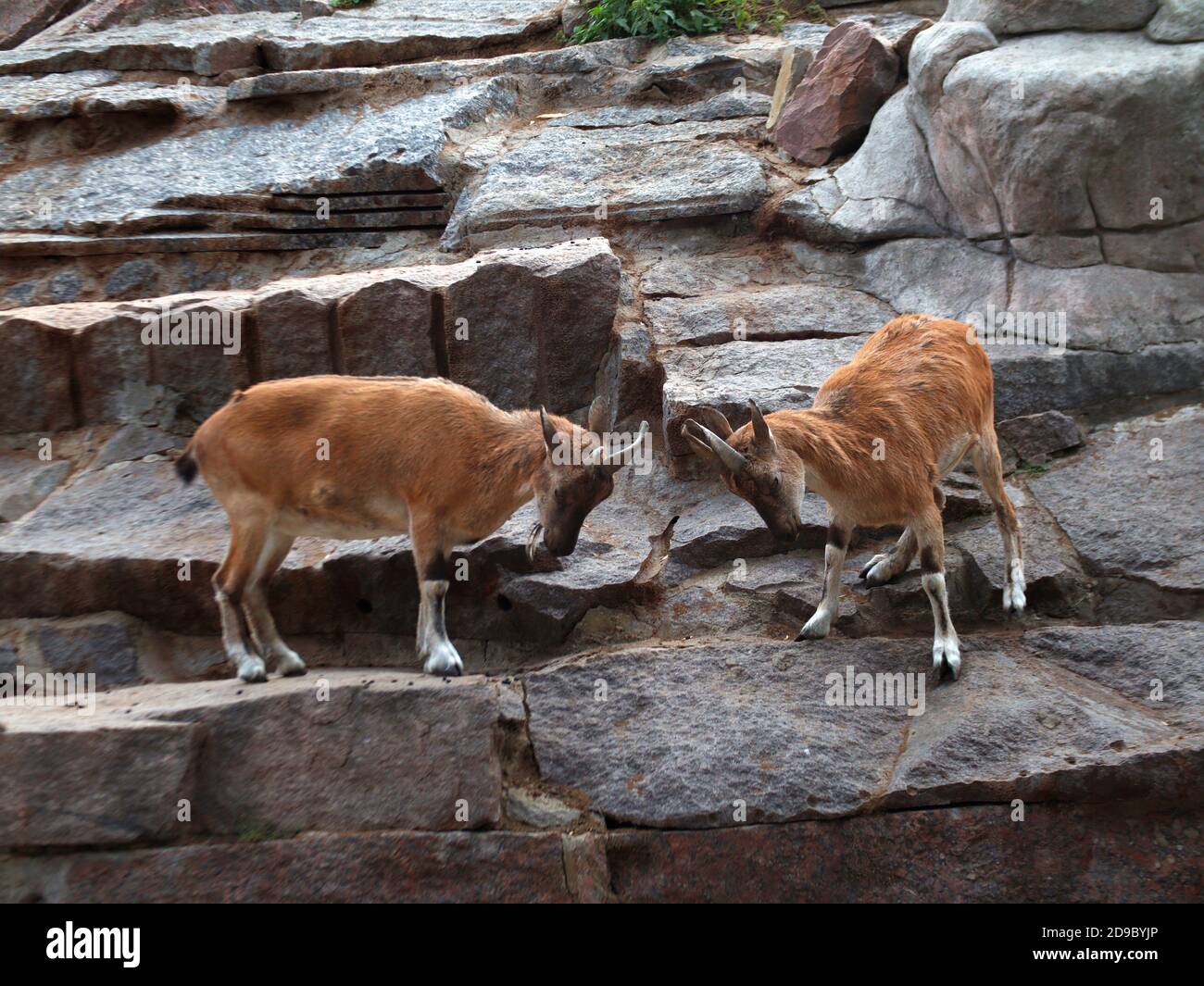 two mountain goats butt heads with their horns. young mountain goats in ...