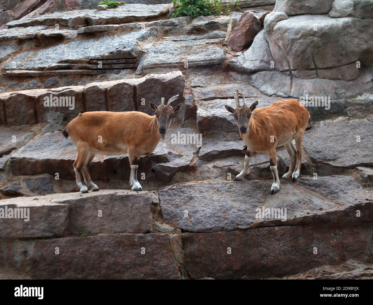 two mountain goats butt heads with their horns. young mountain goats in ...