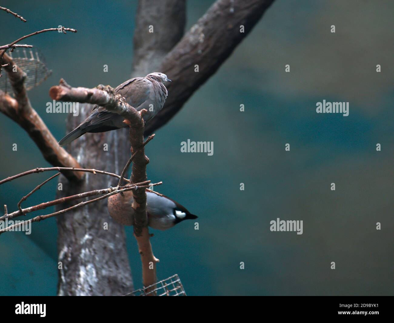 Two exotic hi-res stock photography and images - Alamy