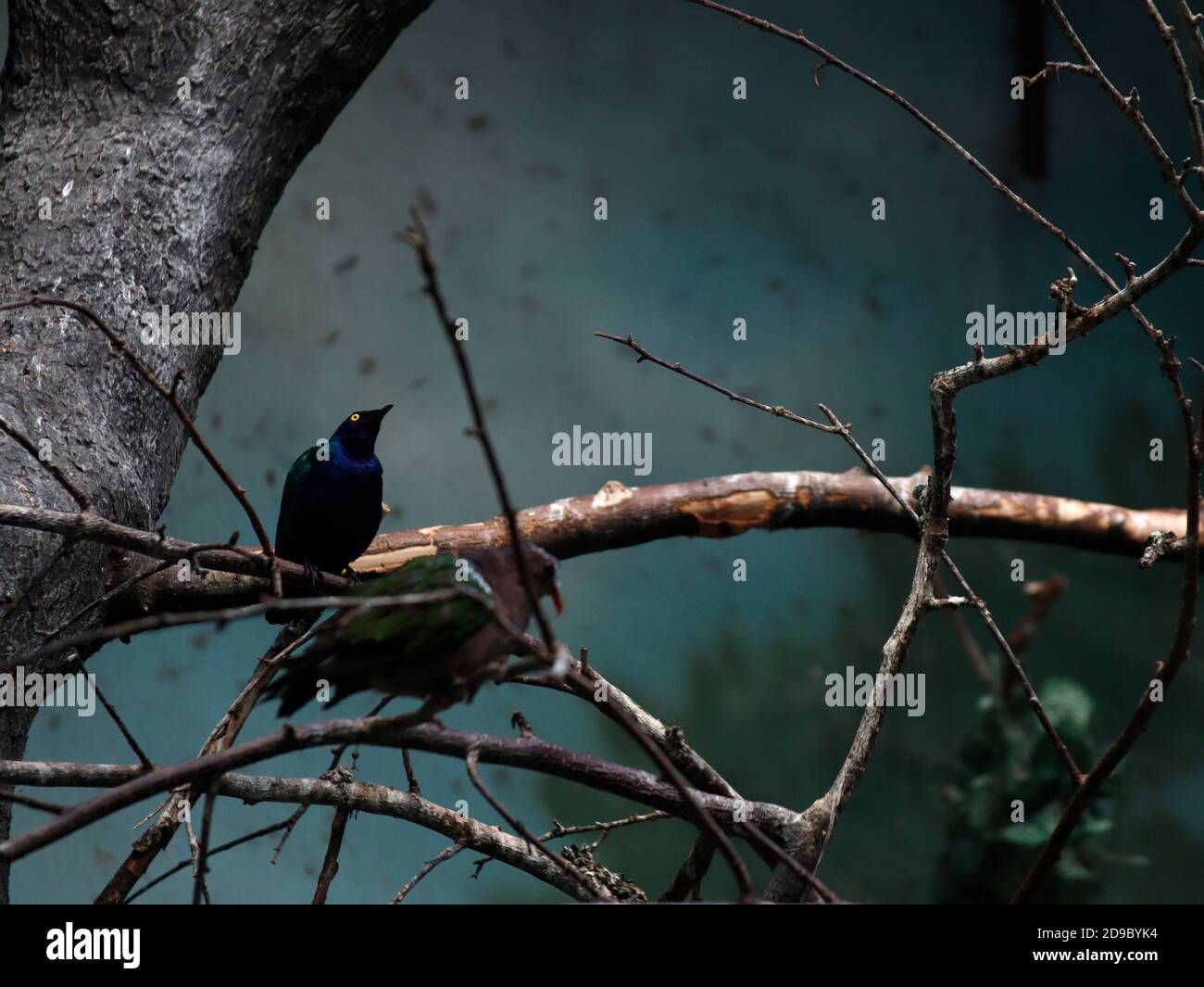 Exotic black bird hi-res stock photography and images - Alamy