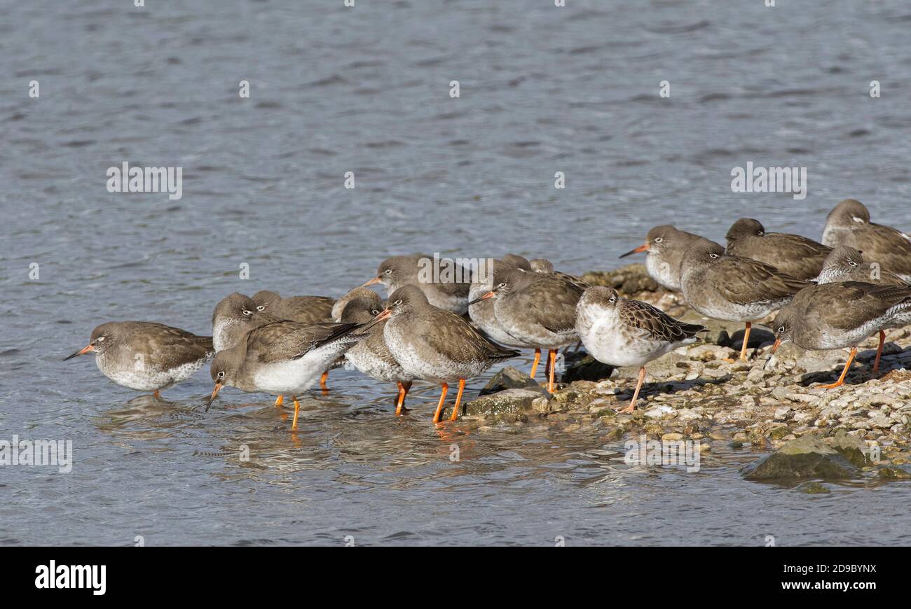 Ruff High Resolution Stock Photography and Images - Alamy