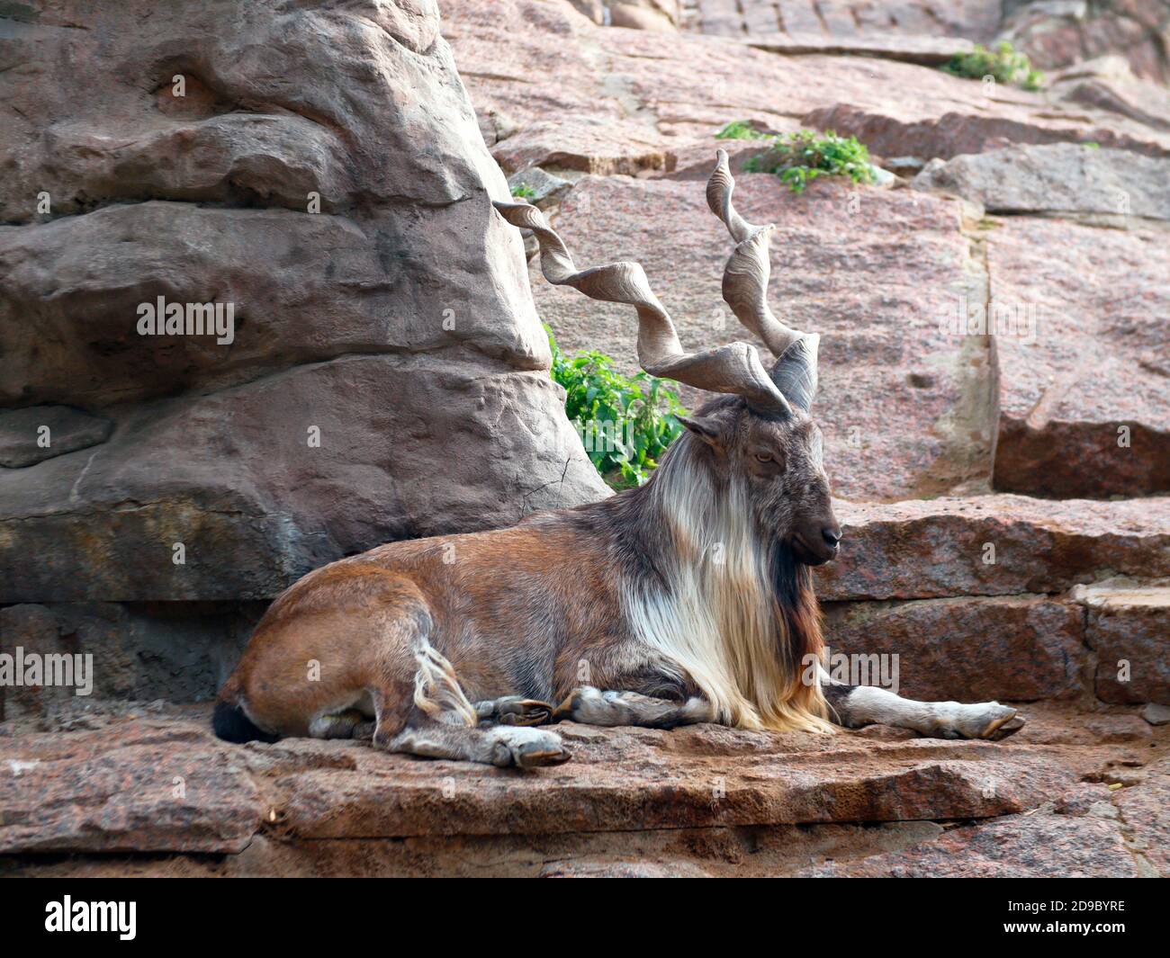 Zoo markhor hi-res stock photography and images - Alamy