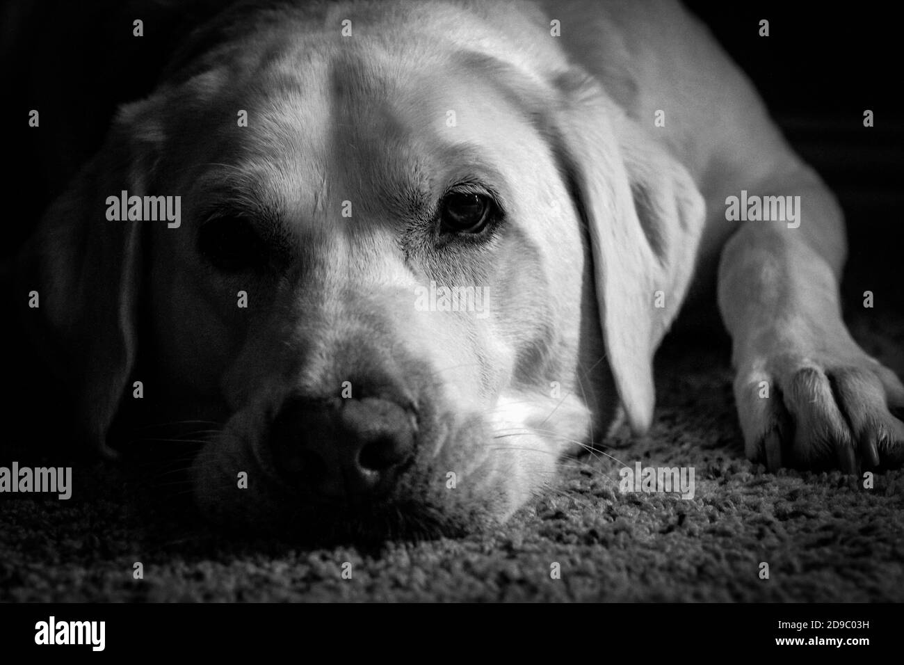 Grayscale closeup shot of a labradors face Stock Photo - Alamy