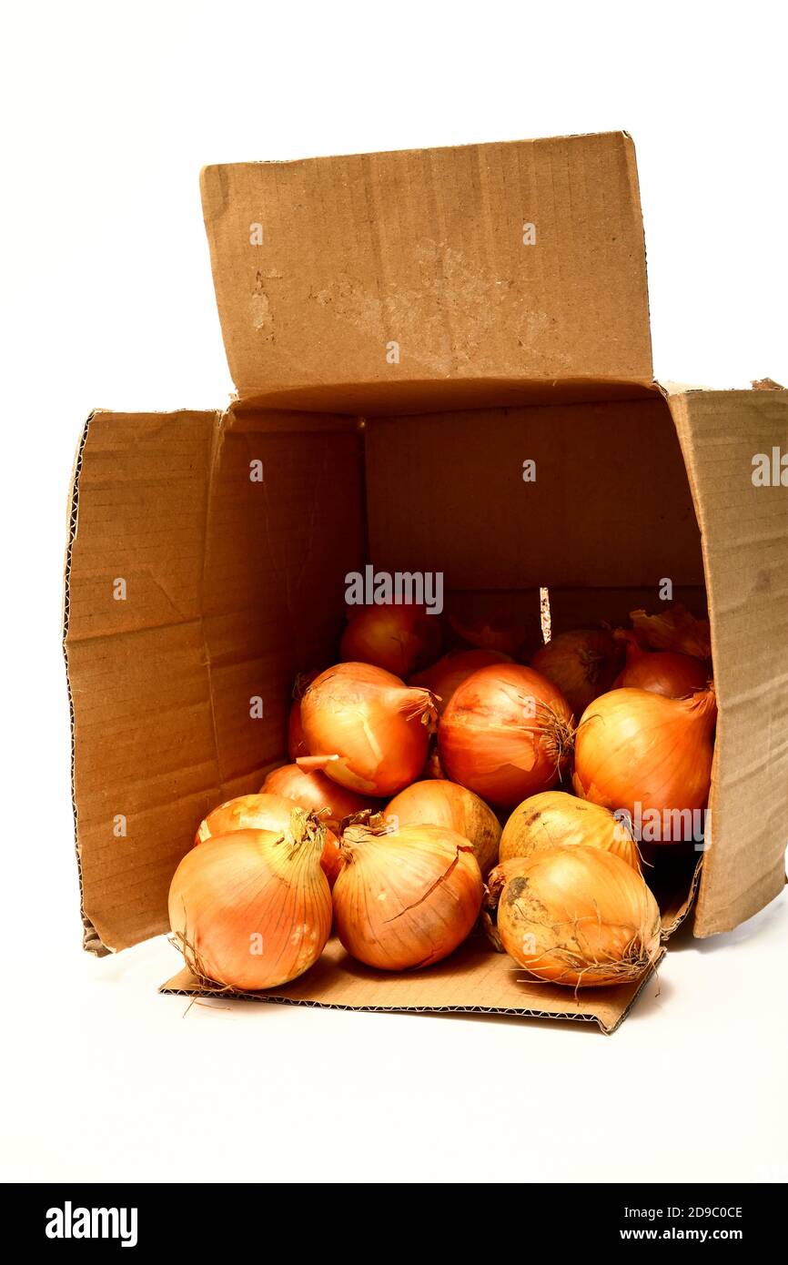 Cardboard box filled with onions Allium Cepa isolated on a white ...