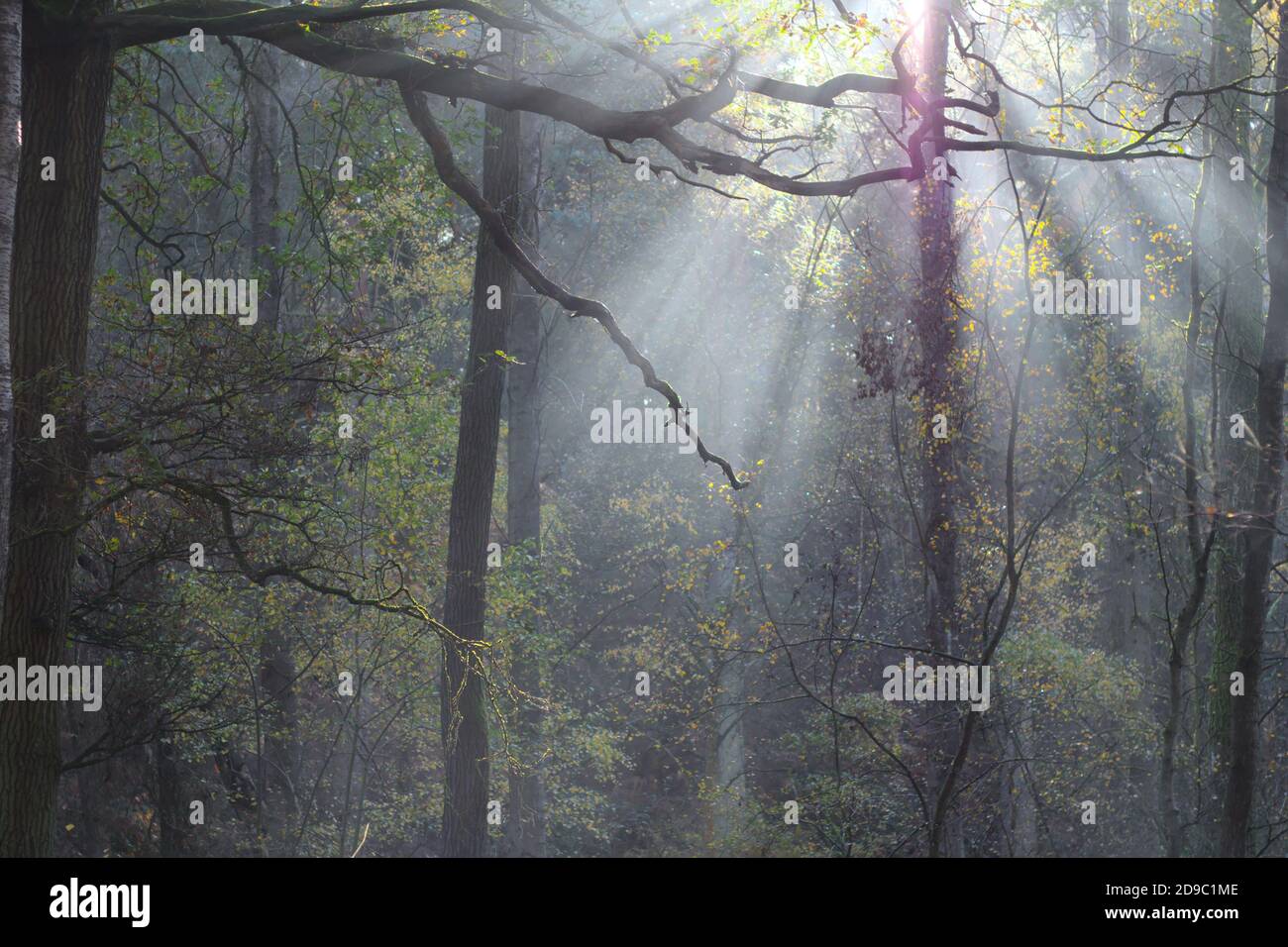 Light shaft trees hi-res stock photography and images - Alamy