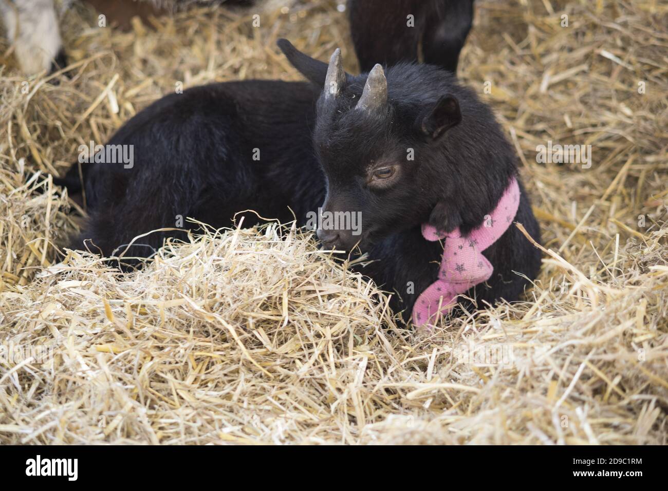 Closeup of a black baby goat on a haystack under the sunlight with a ...