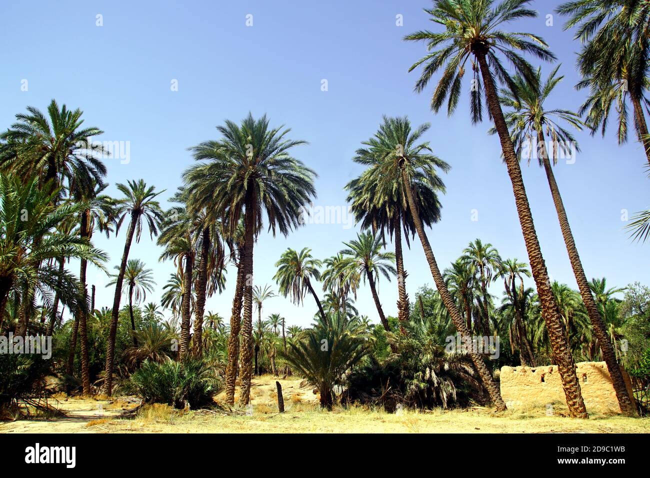 El kantara algeria africa hi-res stock photography and images - Alamy