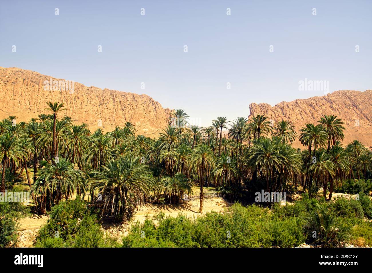 The date palm grove in El Kantara near Biskra, Algeria Stock Photo - Alamy