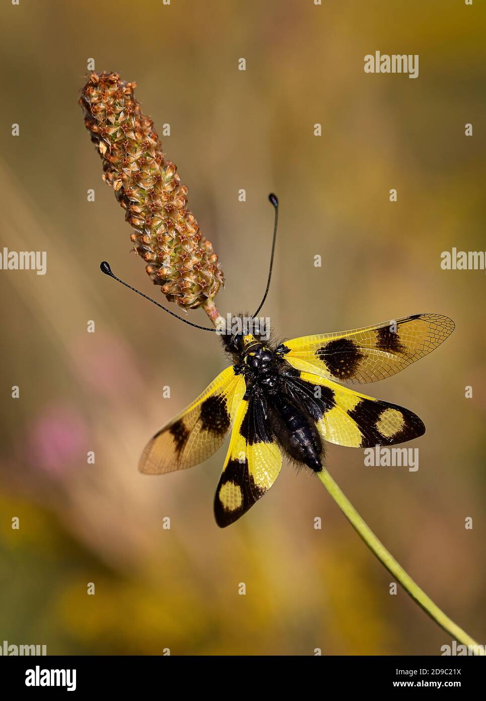 Owl fly ascalaphidae male hi-res stock photography and images - Alamy
