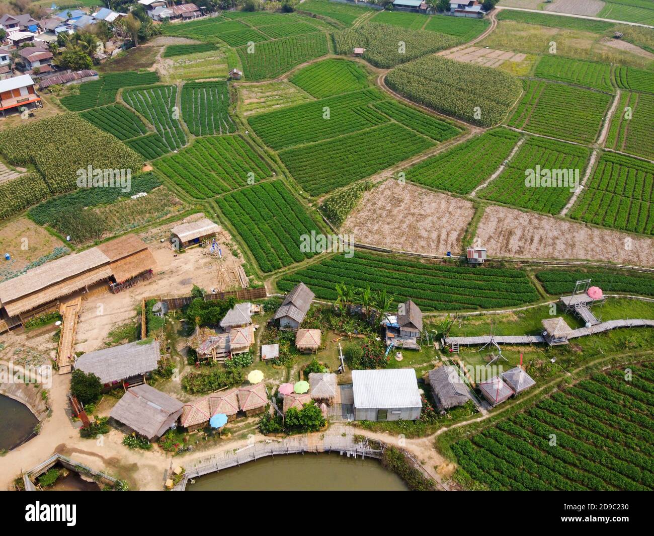 Aerial view from flying drone of Field rice with landscape green ...