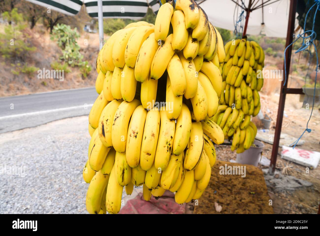 Yellow bananas is ready for selling. A bunch of bananas at a local food ...