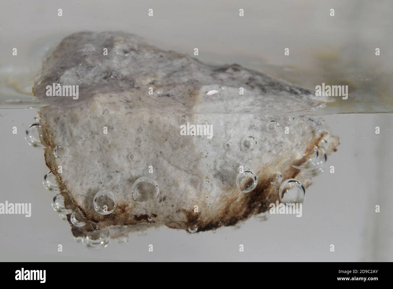 Macro sideview on a piece of pumice that flows on water due to the low ...